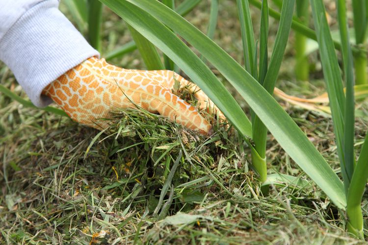 7 Jenis Mulsa Organik untuk Melindungi Tanaman dan Kebun dari Penyakit