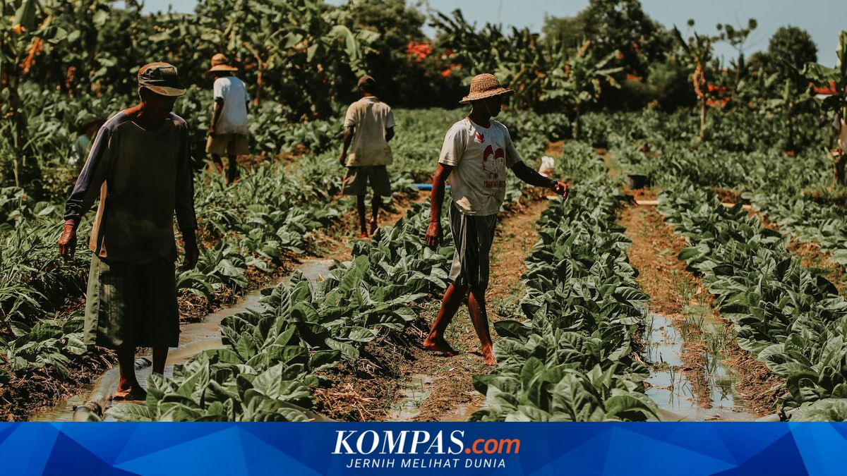 Industri Tembakau Khawatir Aturan Nikotin dan Tar Ganggu Ekonomi