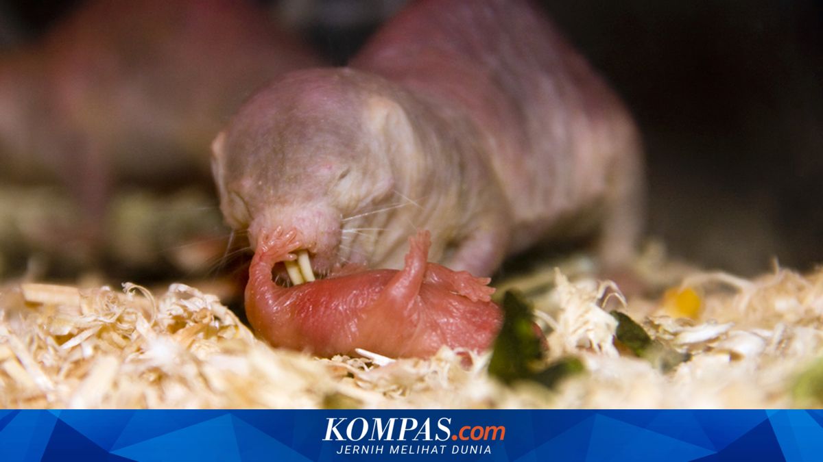 Fakta-Fakta Tikus Mol Telanjang, Hewan Pengerat yang Hidup Paling Lama