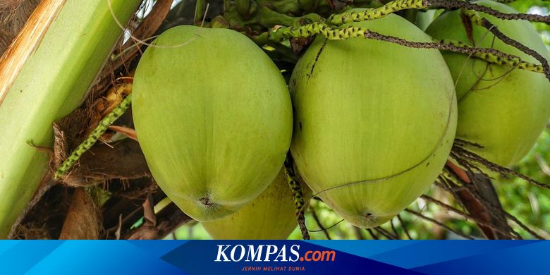 Berita Harian Hari Kemerdekaan Vietnam Terbaru Hari Ini - Kompas.com