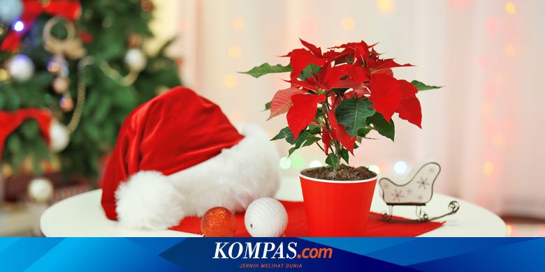 8 Tanaman Hias yang Cocok untuk Dekorasi Natal, Meriah dan Penuh Warna