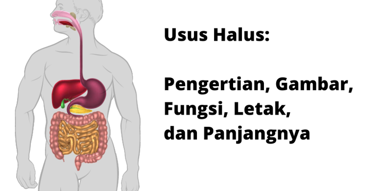 Usus Halus: Pengertian, Gambar, Fungsi, Letak, dan Panjangnya