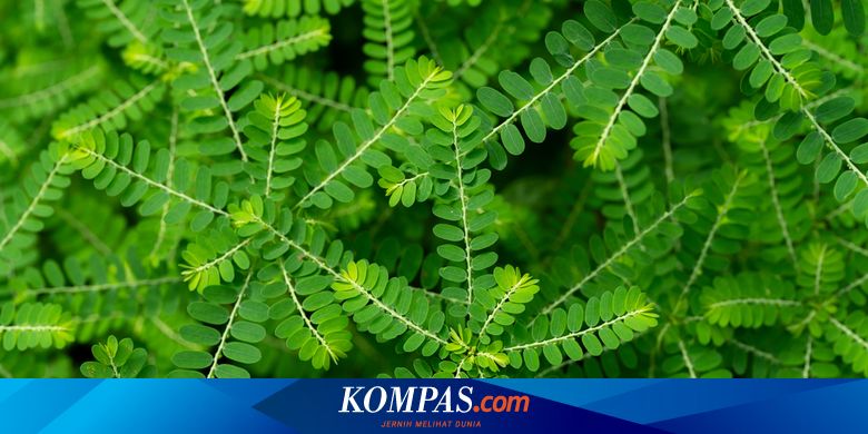 Daun Meniran Bisa Obati Penyakit Apa Saja? Ini Daftarnya