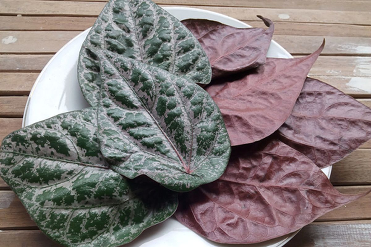 4 Bahaya Sirih Merah jika Dikonsumsi Berlebihan, Apa Saja?