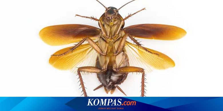 Cara Mudah Mengusir Kecoak Terbang yang Gesit