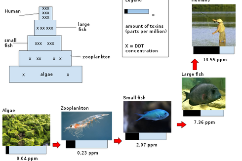 Berita Harian Pengertian Biomagnifikasi Terbaru Hari Ini - Kompas.com