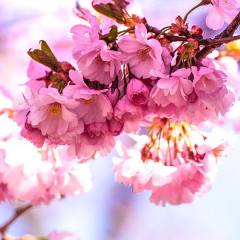 6 Fakta Unik Bunga Sakura yang Tidak Dapat Mekar Lama