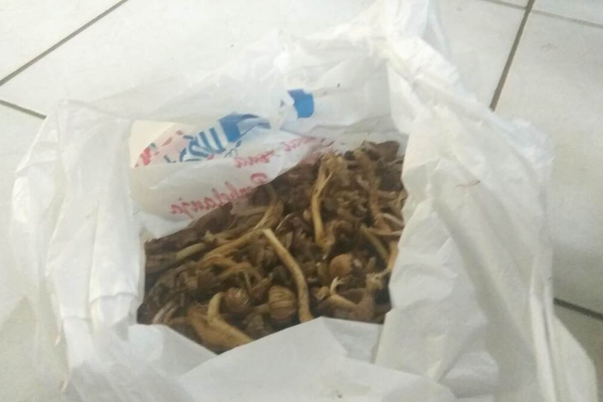 Cerita Korban Keracunan Jamur Rampak Kidang di Ciamis, Ditemukan di ...
