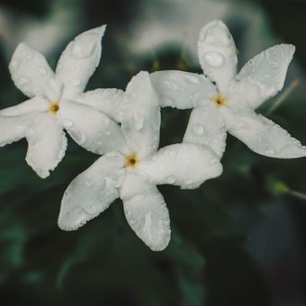 Bawa Hoki, 5 Tanaman Hias Terbaik untuk Teras Menurut Feng Shui