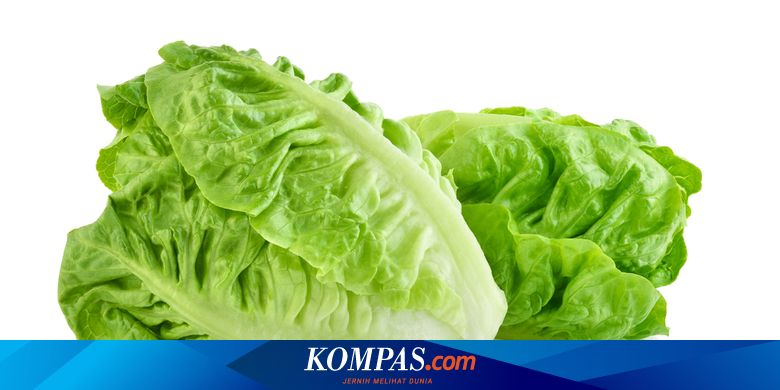 6 Cara Simpan Daun Selada agar Tetap Segar dan Renyah