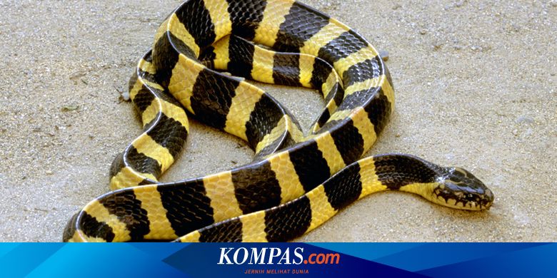 Mirip Ular Weling, Ini Ciri-ciri Ular Welang yang Racunnya Mematikan