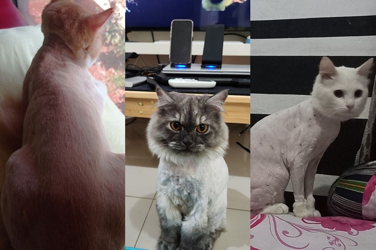 Bulu Kucing Dicukur "Lion Cut", Apa Manfaat dan Risikonya?