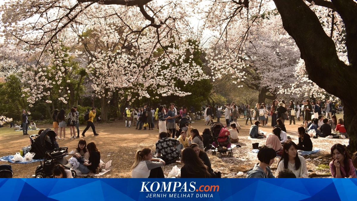 Tak Hanya Jepang, Ini 7 Lokasi Terbaik Melihat Bunga Sakura Tahun 2024