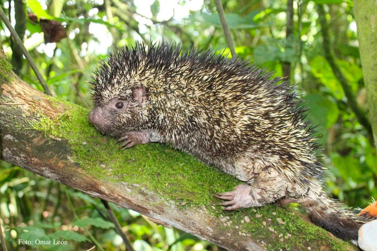 Peneliti Temukan Spesies Baru Landak Pohon dari Hutan Kolombia