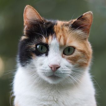 11 Fakta Menarik Kucing Calico, Bisa Bawa Keberuntungan