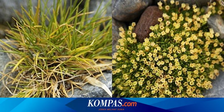 Bunga yang Tumbuh di Antartika Disebut sebagai Pertanda Buruk, Benarkah?