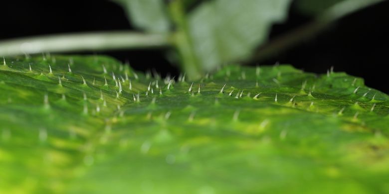 Berita Harian Nama-daun-gatal Terbaru Hari Ini - Kompas.com