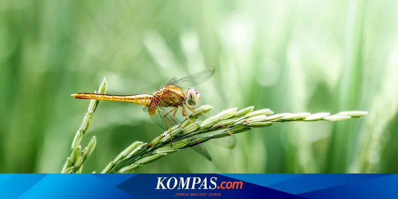 3 Tahap Metamorfosis Capung