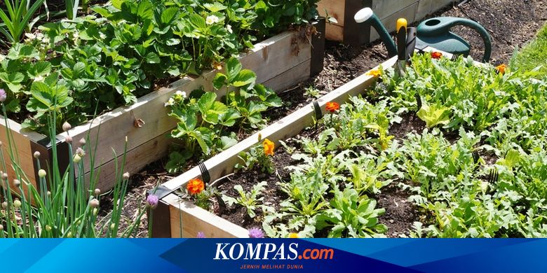 Mengenal Raised Bed, Solusi Bercocok Tanam di Lahan Sempit