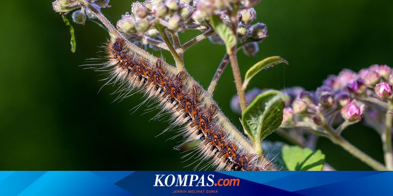 Kenapa Ulat Bulu Dapat Menyebabkan Rasa Gatal pada Kulit?