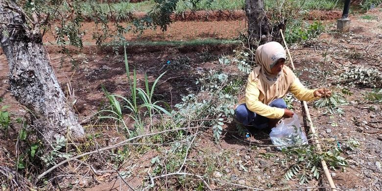 Makanan Ekstrem Kepompong Trembesi dari Gunungkidul Diminati, Dijual Rp ...