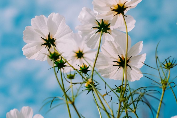 Cara Menanam Bunga Cosmos dari Biji dengan Media Polybag