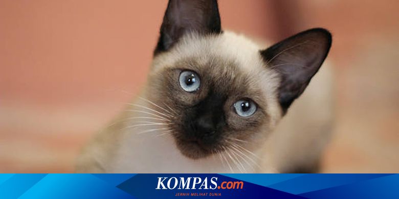 4 Tips Sederhana Merawat Kucing Siam Kesayangan Anda