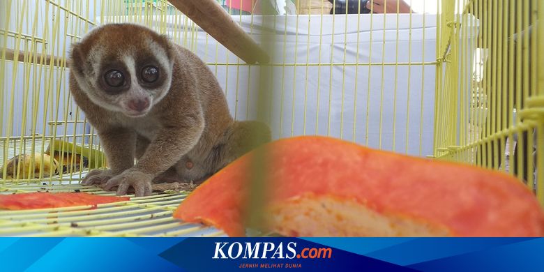 Dikenal Menggemaskan, Kukang Ternyata Miliki Racun Berbahaya