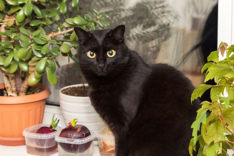 Jangan Salah, Ini 4 Perbedaan Kucing Bombay dan Kucing Hitam