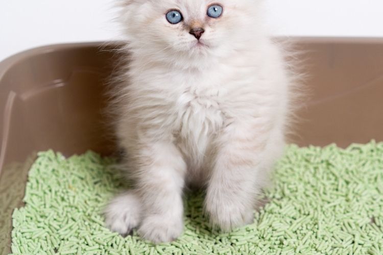 4 Lokasi Terbaik Meletakkan Kotak Pasir Kucing di Rumah