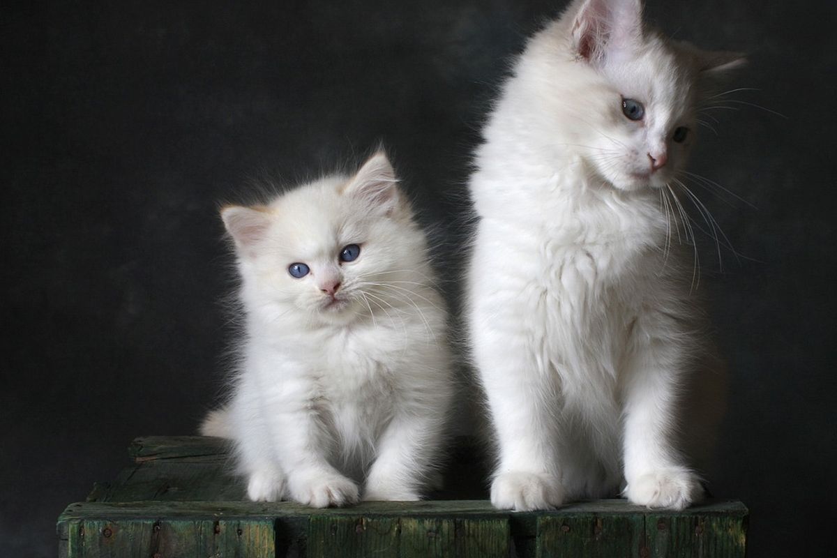 40 Ide Nama Kucing dari Bahasa Jepang, Unik dan Penuh Makna