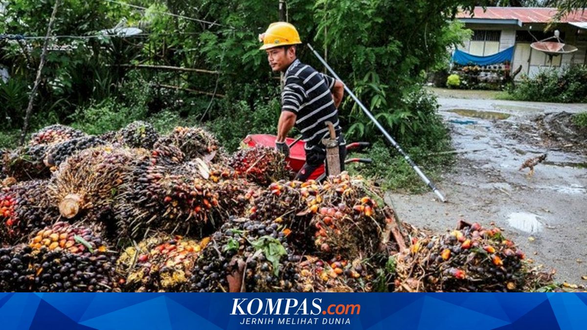 Bakal Punya Tiga Pesaing Baru di Industri Sawit, Mampukah Indonesia ...