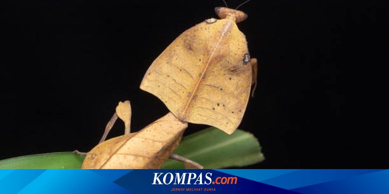 7 Hewan yang Memiliki Bentuk Kamuflase Paling Unik