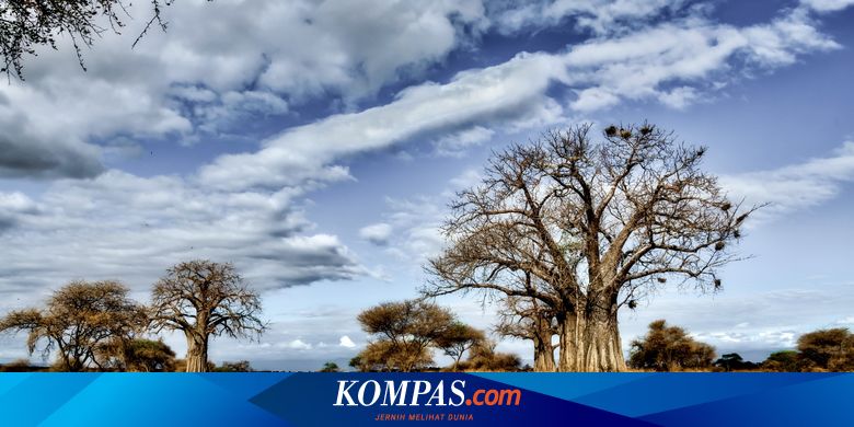 Perbedaan Bioma Stepa dan Sabana