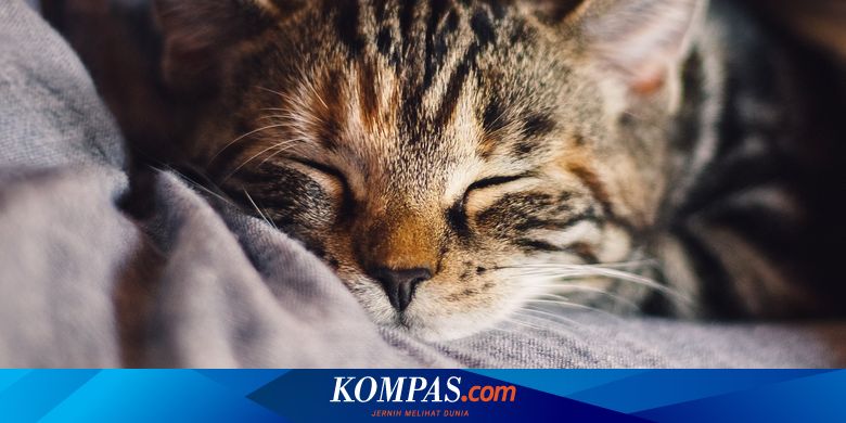Mengapa Kucing Senang Tidur di Dekat Tubuh Manusia?