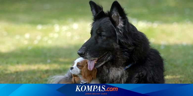10 Ras Anjing Paling Cerdas di Muka Bumi