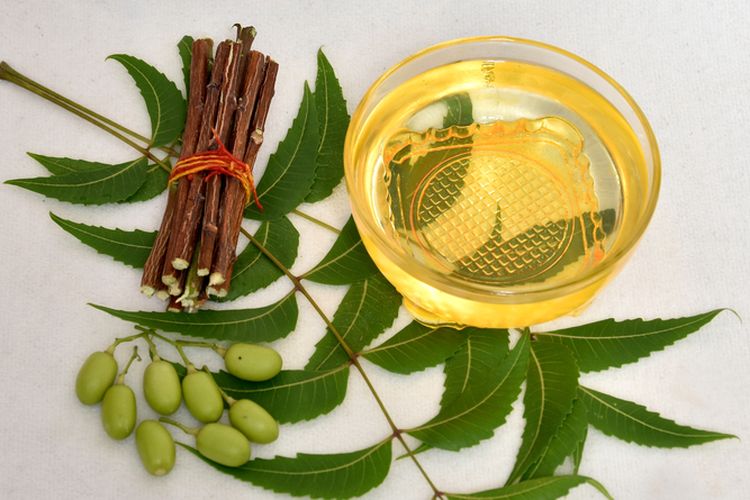 Cara Menggunakan Minyak Nimba untuk Membasmi Hama Tanaman