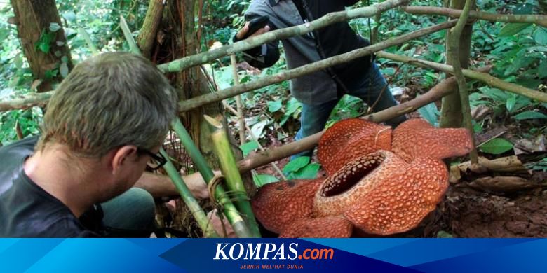 Turis Jepang Terpikat Keunikan Bunga Rafflesia