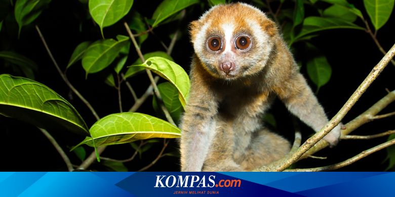 Hewan Apa Itu Kukang?