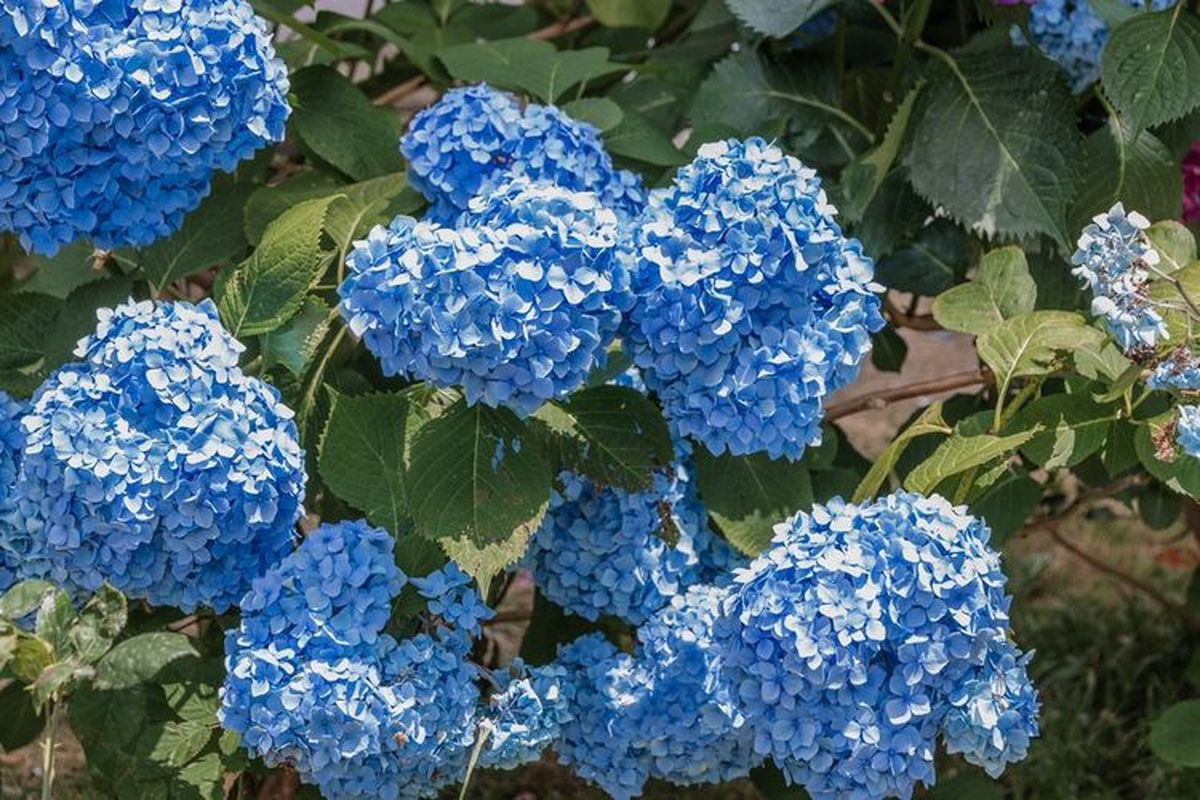 Jangan Tanam Bunga Hydrangea di 5 Tempat Ini agar Tumbuh Subur