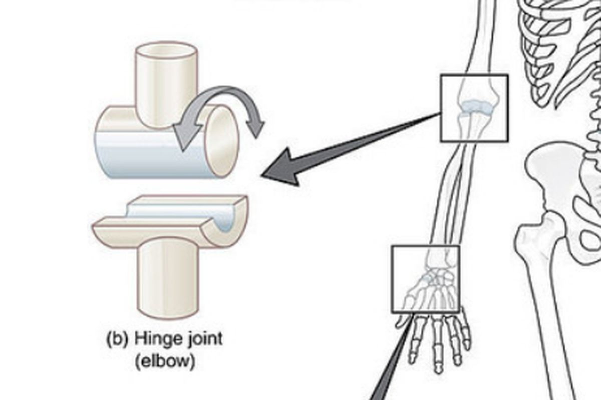 Sendi Engsel: Pengertian dan Contohnya