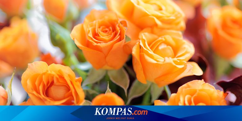 Arti Bunga Mawar Oranye di Berbagai Budaya