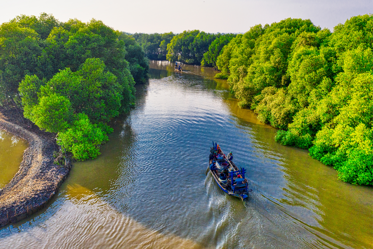 Hari Mangrove Sedunia 26 Juli: Sejarah, Tema 2025, dan Peran Penting ...