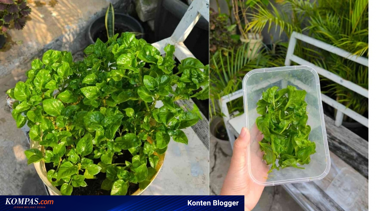 Filosofi Bayam Brazil: Menanam Sekali, Memanen Berulang Kali