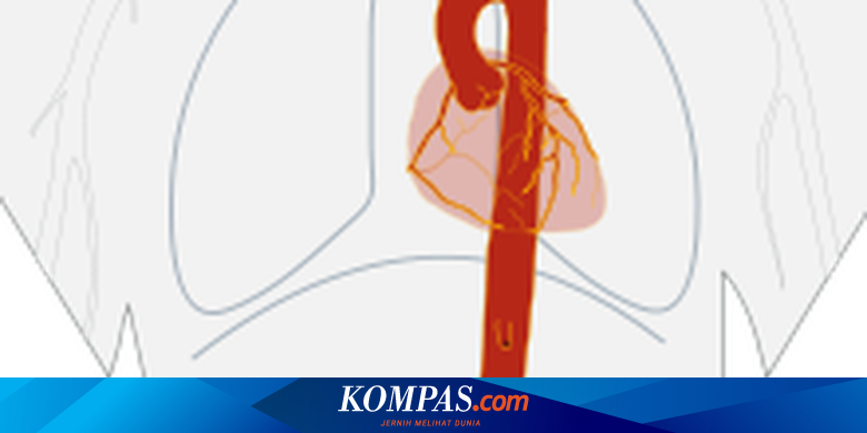 Pengertian dan Fungsi Aorta