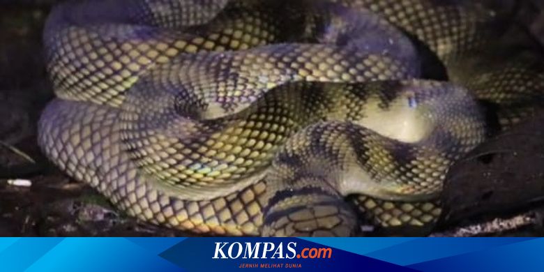 Sanca Permata, Ular Endemik Papua yang Temperamennya Sulit Ditebak
