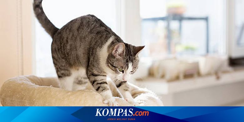 Apa yang Dilakukan Kucing saat Ditinggal di Rumah Sendirian?