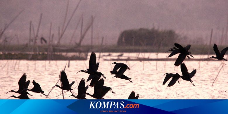 Memahami Fenomena Burung Bermigrasi yang Melintasi Samudra dan Benua
