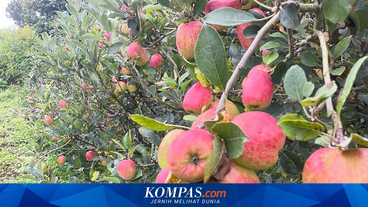 7 Manfaat Apel yang Sayang untuk Dilewatkan