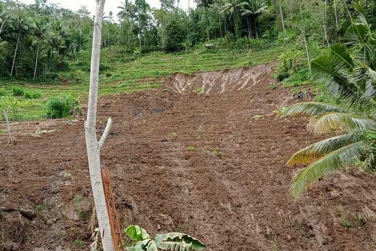 Tanah Longsor Rusak 1 Hektare Lahan Pertanian di Kulon Progo, Gagalkan ...
